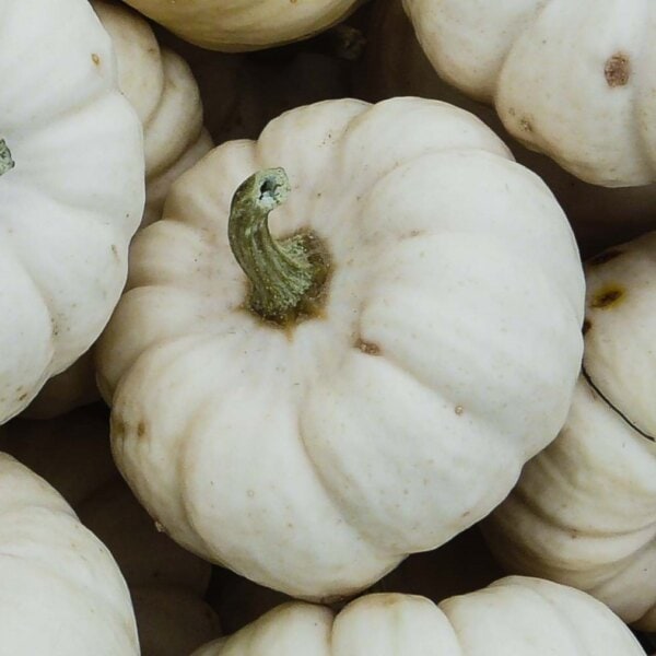 35 White Vegetables List (PICTURES + Names): The Ultimate List | The ...
