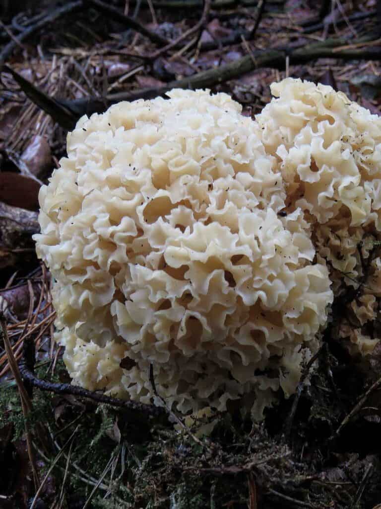 35 White Vegetables List (PICTURES + Names): The Ultimate List | The ...