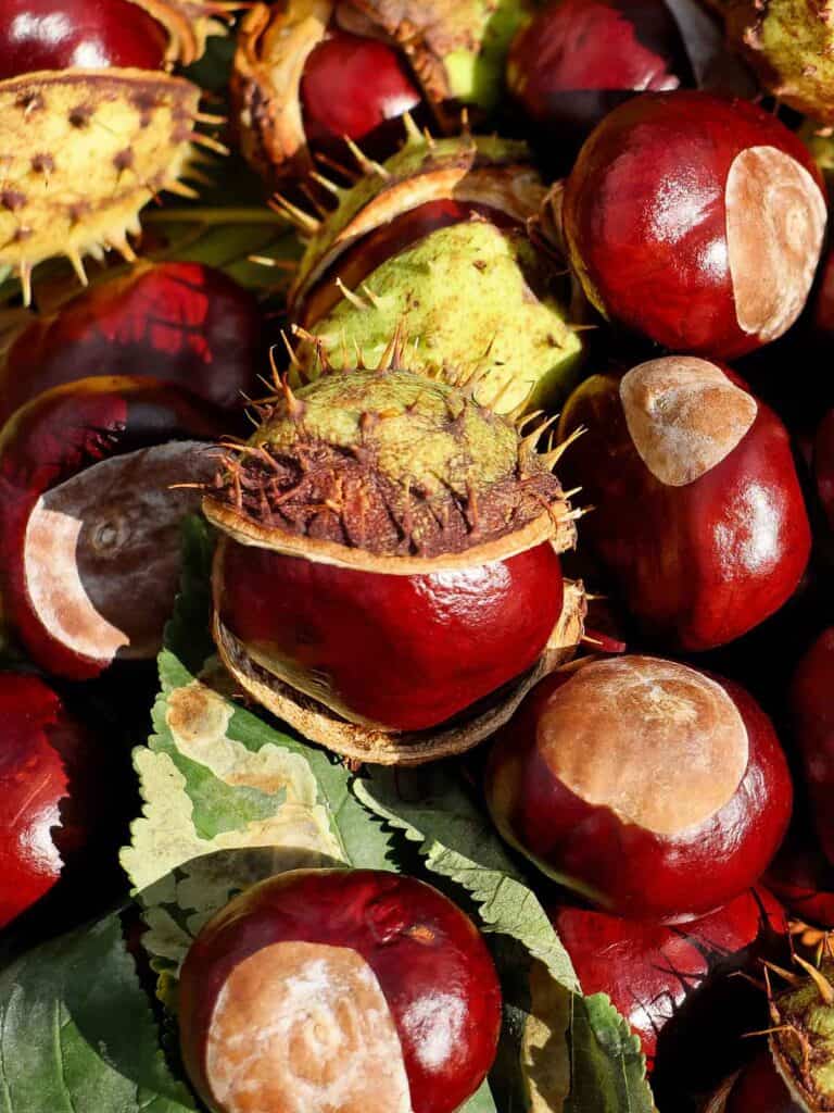 31 Brown Fruits Names + PHOTOS: The ULTIMATE List | The Fruity Jem