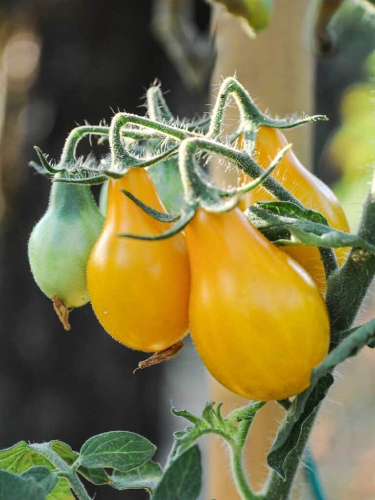 20 Yellow Vegetables (PHOTOS + Names): The Complete List | The Fruity Jem