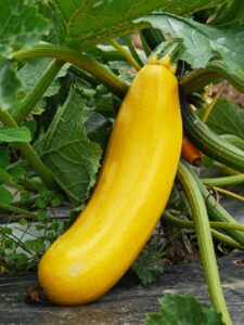 20 Yellow Vegetables (PHOTOS + Names): The Complete List | The Fruity Jem