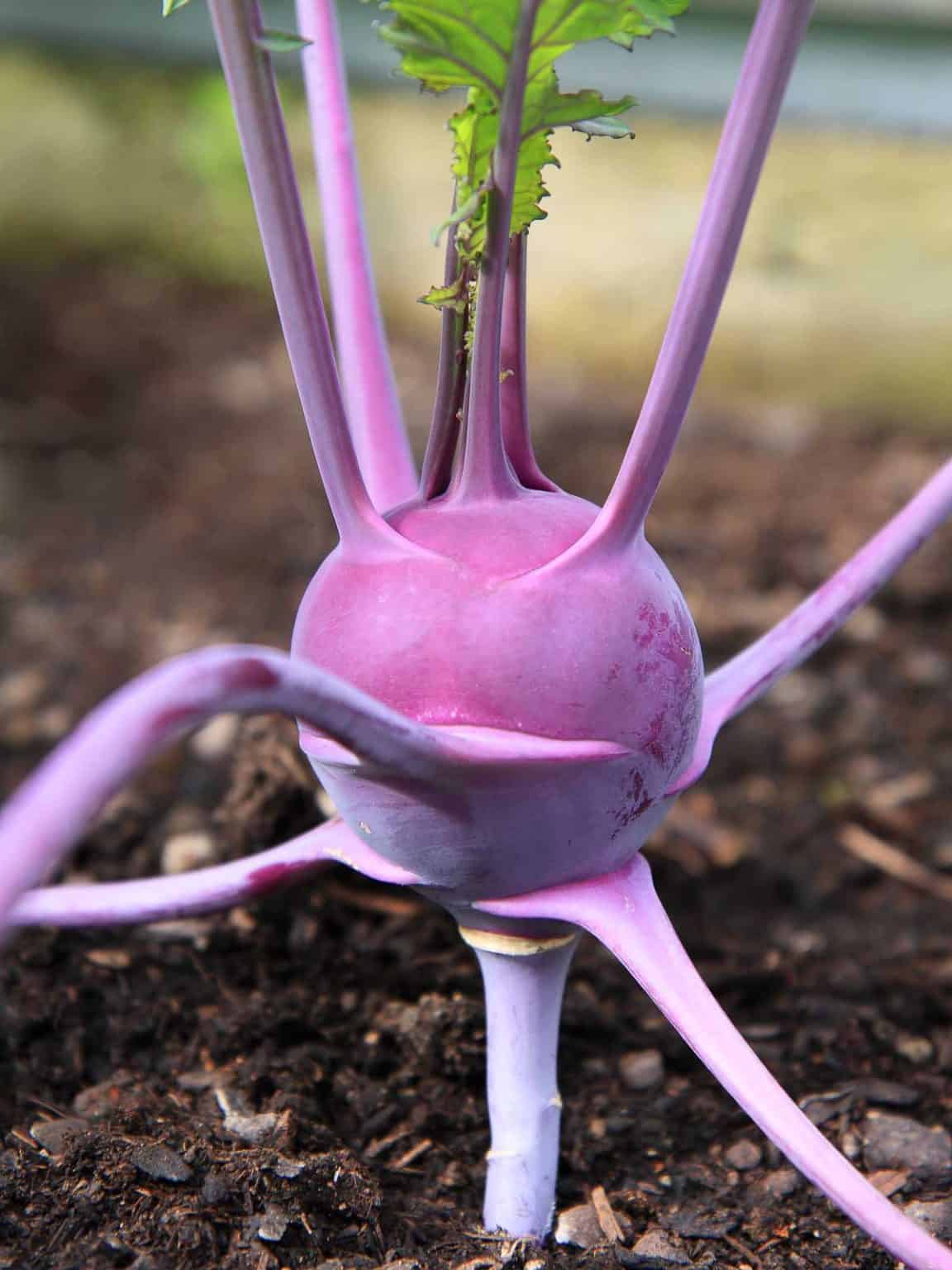 30 Purple Colored Vegetables (Photos, Names & More!) | The Fruity Jem