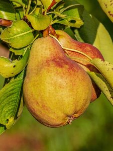 30 Black Fruits: The ULTIMATE List (+ Photos!) | The Fruity Jem
