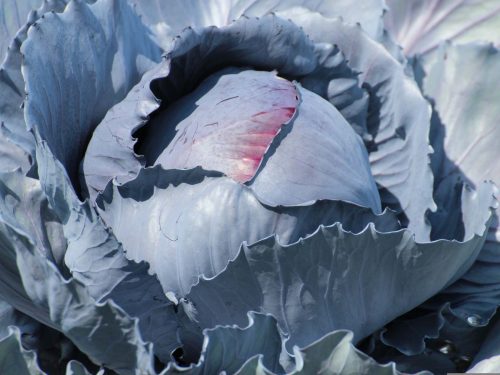 17 Blue Vegetables (+ PICTURES): The Ultimate List | The Fruity Jem