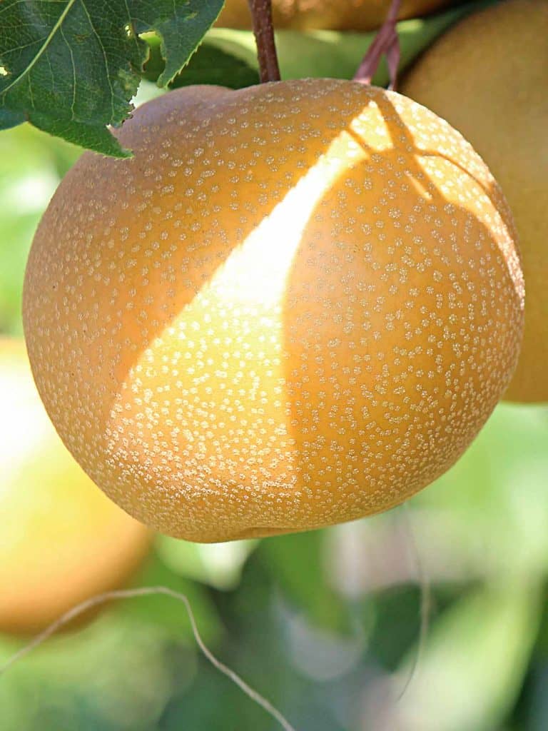 30 White Fruits Names + PHOTOS: The ULTIMATE List | The Fruity Jem