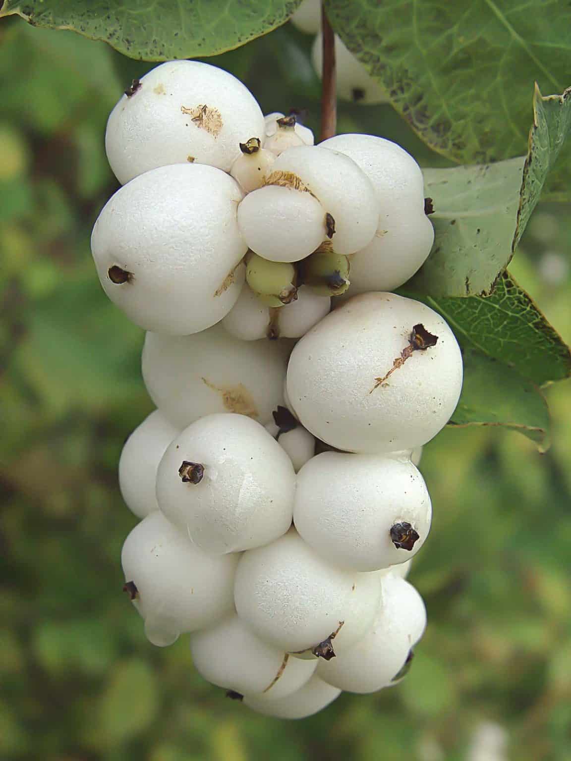 30 White Fruits Names + PHOTOS: The ULTIMATE List | The Fruity Jem