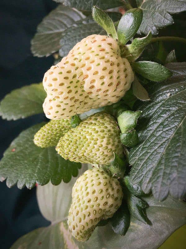 30 White Fruits Names + PHOTOS: The ULTIMATE List | The Fruity Jem