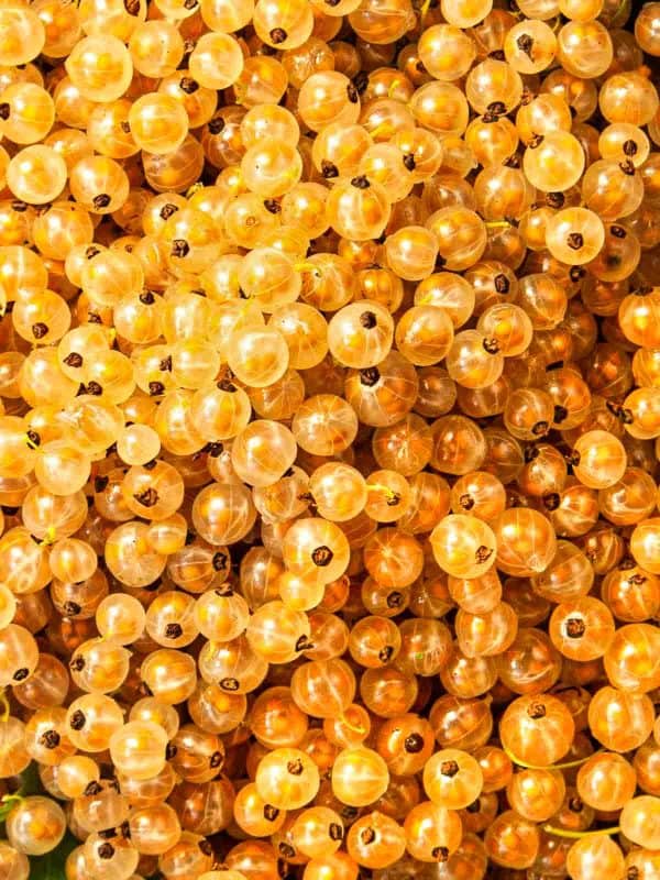 30 Orange Colored Fruits List (+ Pictures & Names) | The Fruity Jem